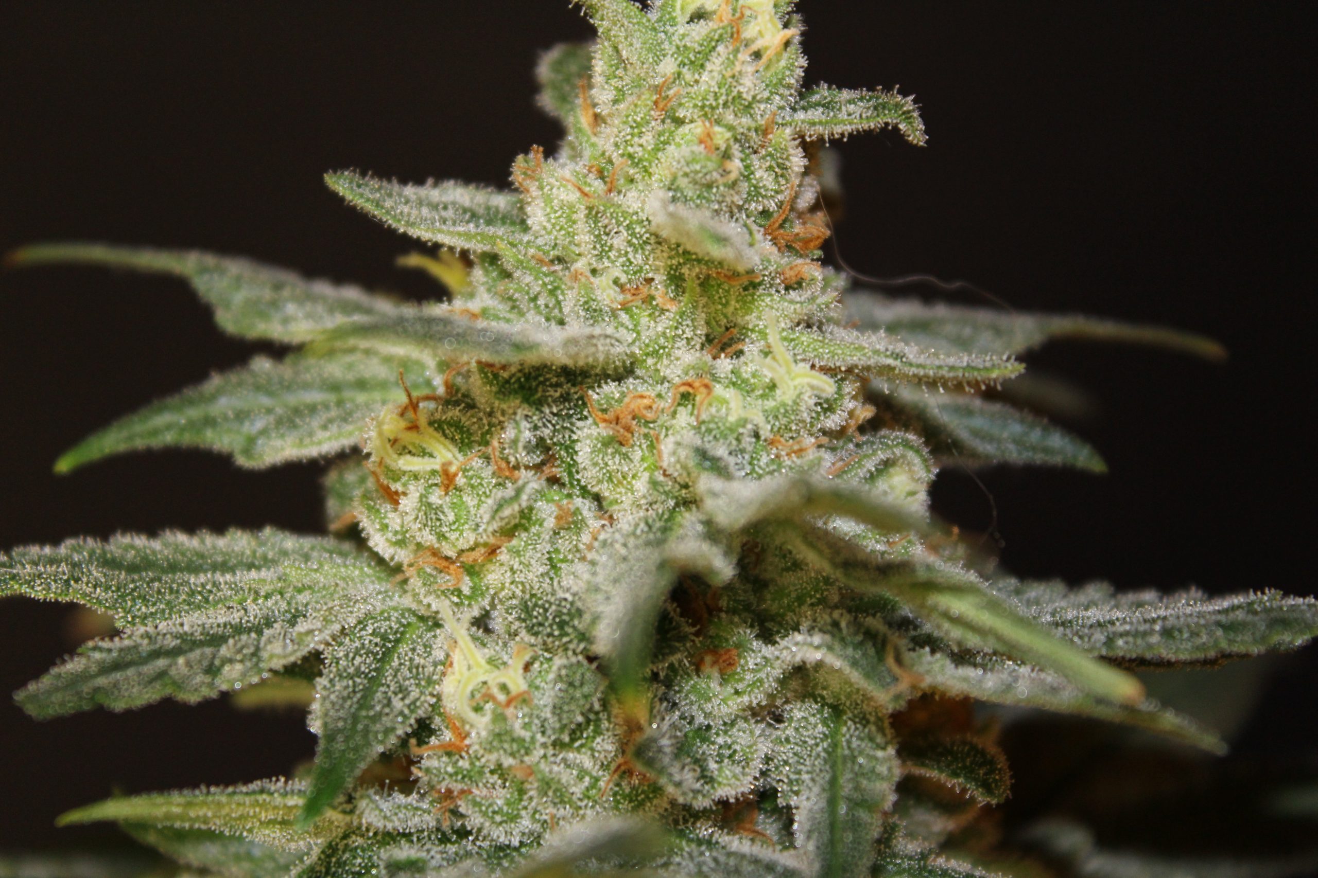 Citrus Skunk - Jordan of the Islands