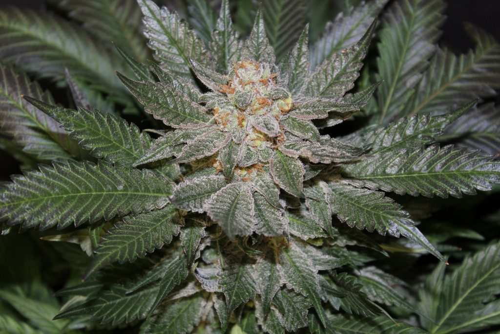 God Bud - Jordan of the Islands